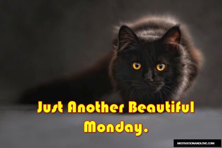 2020 Funny and Inspiring Monday Memes - Motivation and Love