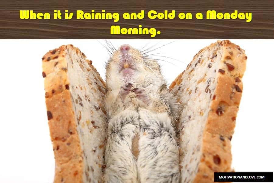 2020 Funny and Inspiring Monday Memes - Motivation and Love