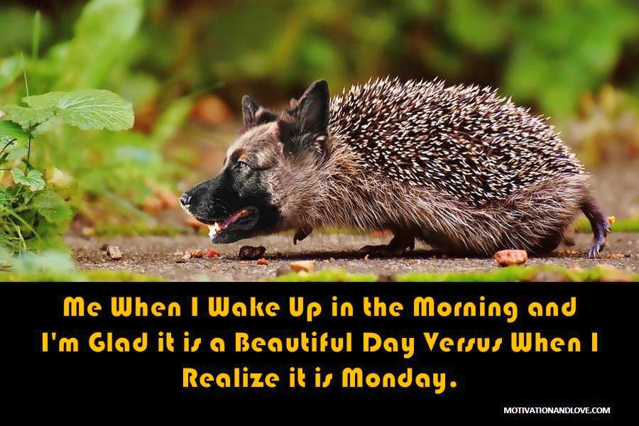 2020 Funny and Inspiring Monday Memes - Motivation and Love