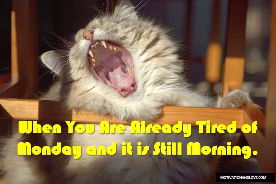 2020 Funny and Inspiring Monday Memes - Motivation and Love