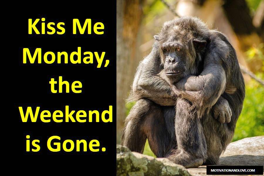 2020 Funny and Inspiring Monday Memes - Motivation and Love