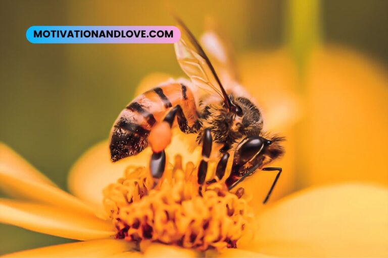 Bee Pollination Quotes - Motivation and Love