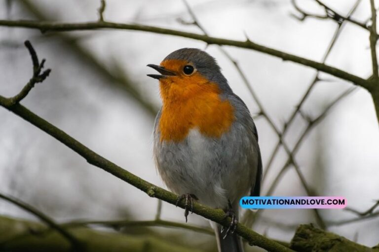 Chirping of Birds Quotes - Motivation and Love