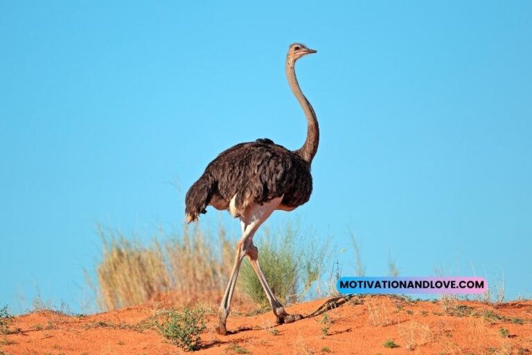 Ostrich Quotes and Sayings - Motivation and Love