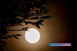 The Beauty Of Moonlight Quotes - Motivation and Love