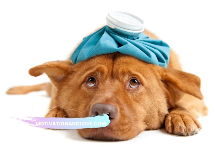 Inspirational Quotes For Sick Dogs Motivation And Love Inspirational Quotes For Sick Dogs Motivation And Love